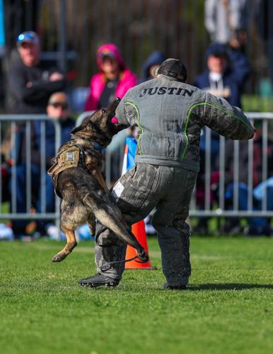 Lexington Police K9 wins skills competition | Communities | coladaily.com