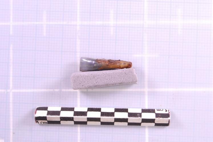 More human remains found in H. L. Hunley | Archive | coladaily.com