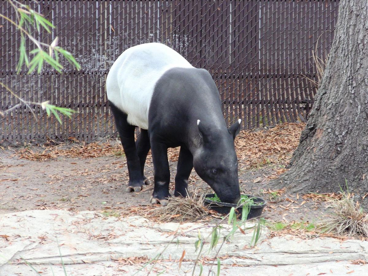 Riverbanks Zoo receives male tapir to go with endangered female ...