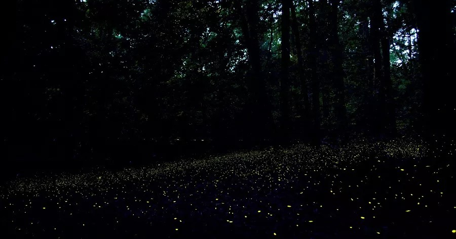 Congaree National Park announces details for 2025 Firefly Viewing Event ...