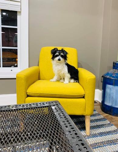 Pet Vacations opens in Irmo, offering 'luxury boutique retreat' for ...