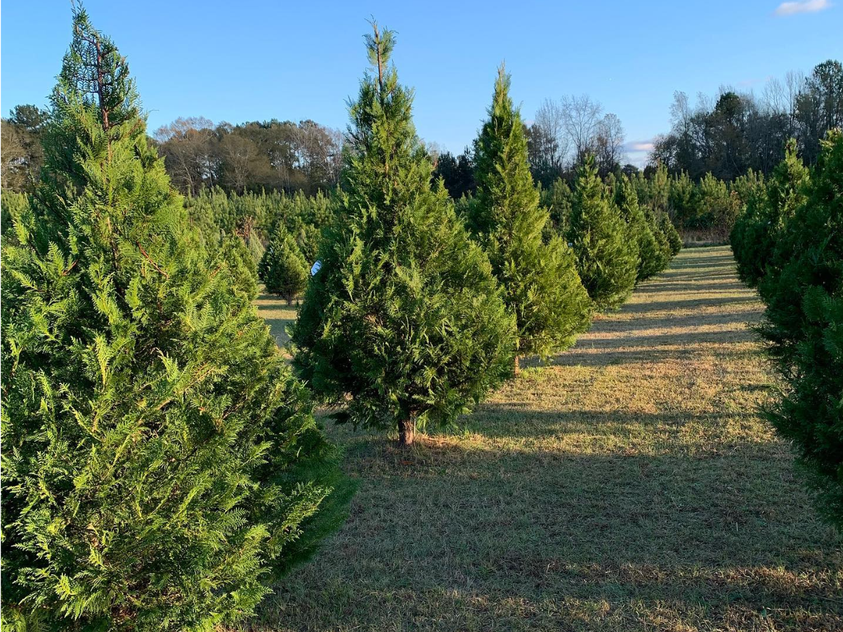 Go green with an S.C. tree this season | Communities | coladaily.com