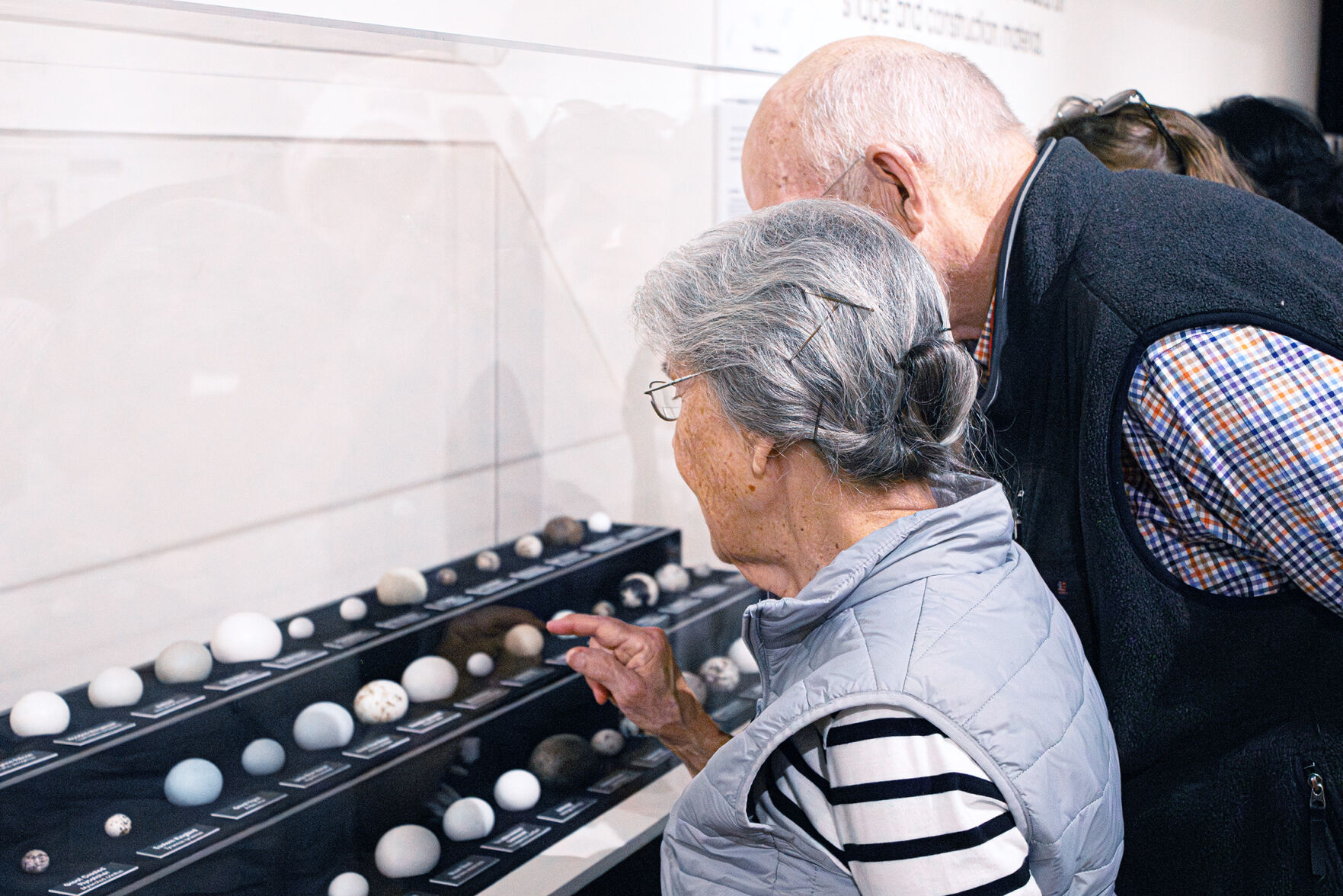 SC State Museum debuts bird-focused exhibitions through August 2026 ...