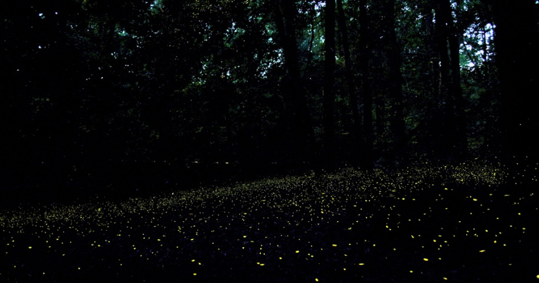 Synchronized fireflies display in full swing at Congaree National Park ...