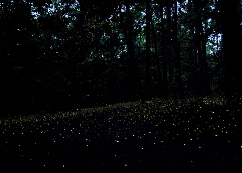 Synchronized fireflies display in full swing at Congaree National Park ...