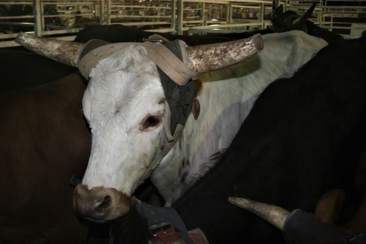 Blythewood hosts 10th annual Doko Rodeo | Blythewood | coladaily.com