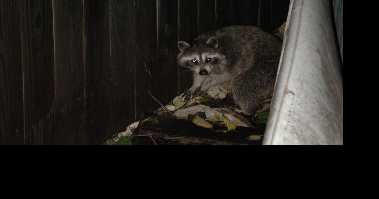 rabid raccoon spartanburg county