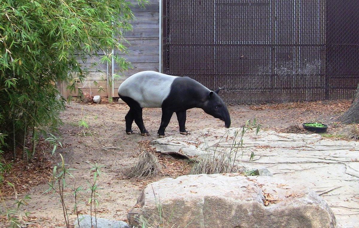 Riverbanks Zoo receives male tapir to go with endangered female ...