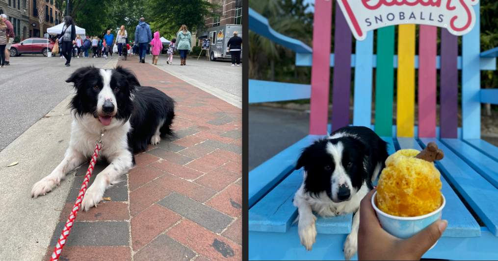 Midlands business creates summer "pup crawl" scavenger hunt with prizes ...