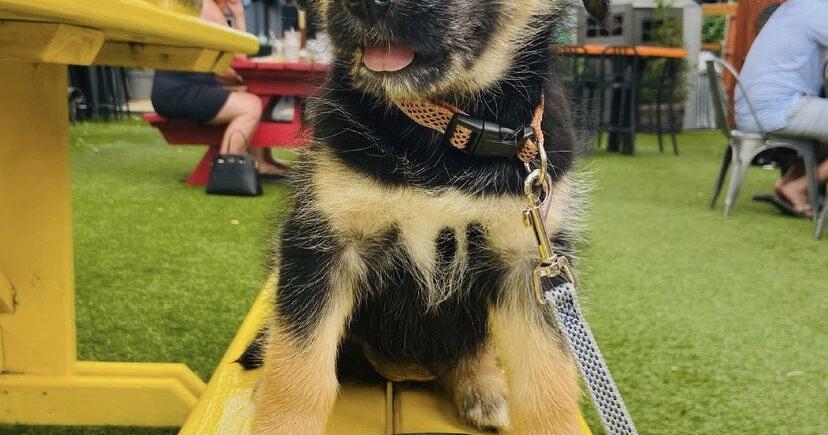 Publico to launch pop-up dog park in Five Points | Business | coladaily.com
