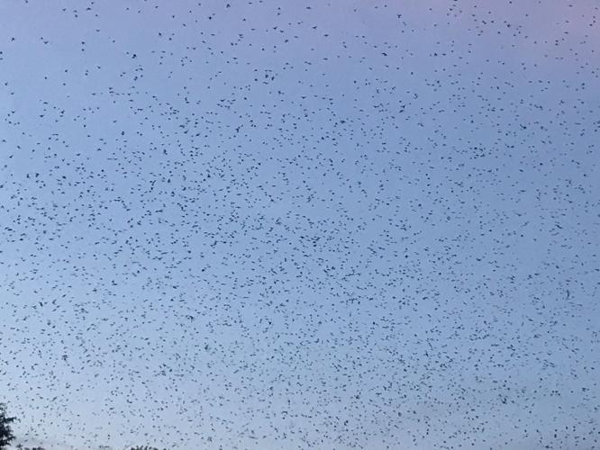 Hundreds of thousands of purple martins flock to Lake Murray’s Bomb ...