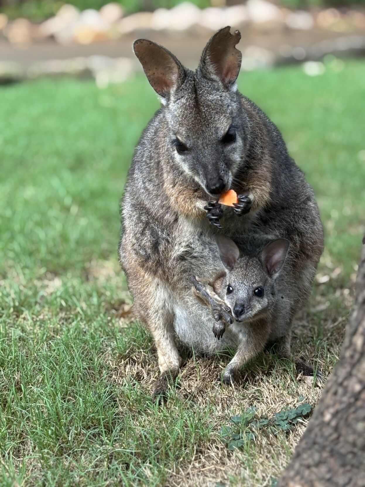 Riverbanks welcomes new tiger; christens wallaby after community vote ...