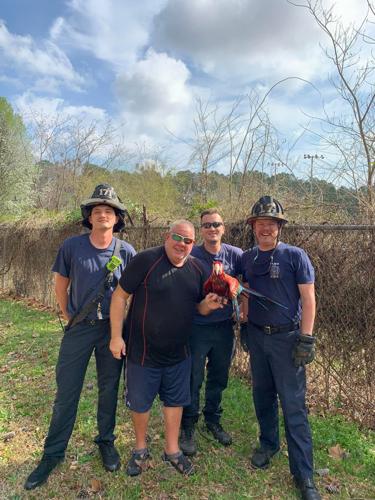 Irmo firefighters rescue stranded pet bird | Communities | coladaily.com