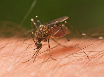 Richland County begins spraying for mosquitoes | Columbia | coladaily.com