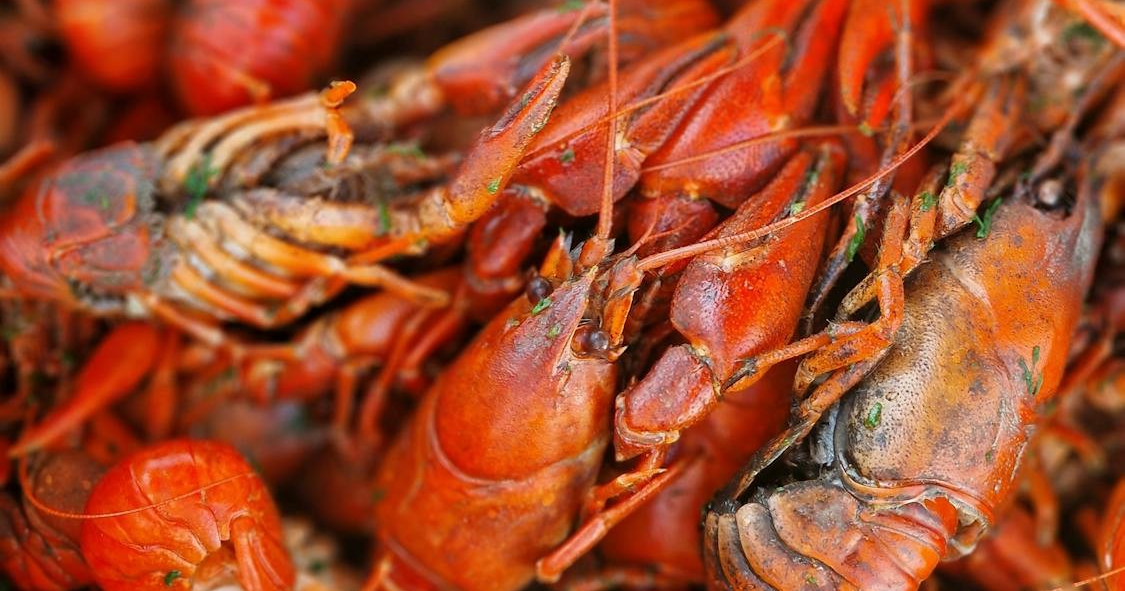 Rosewood Crawfish Festival returns May 3 | Communities | coladaily.com