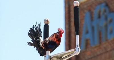 UofSC reveals new name for iconic live mascot | Columbia | coladaily.com