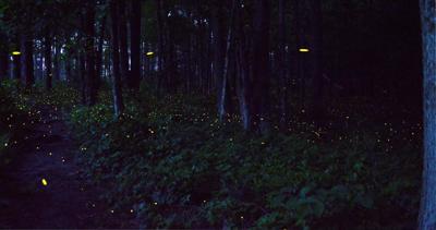 Vista Guild invites guests to celebrate synchronous fireflies ...