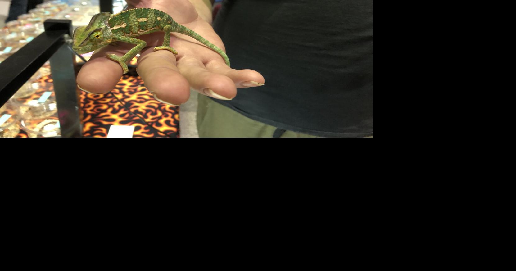 Repticon coming to Columbia this weekend | Columbia | coladaily.com