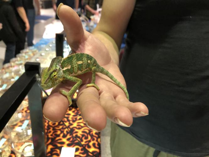 Repticon coming to Columbia this weekend | Columbia | coladaily.com