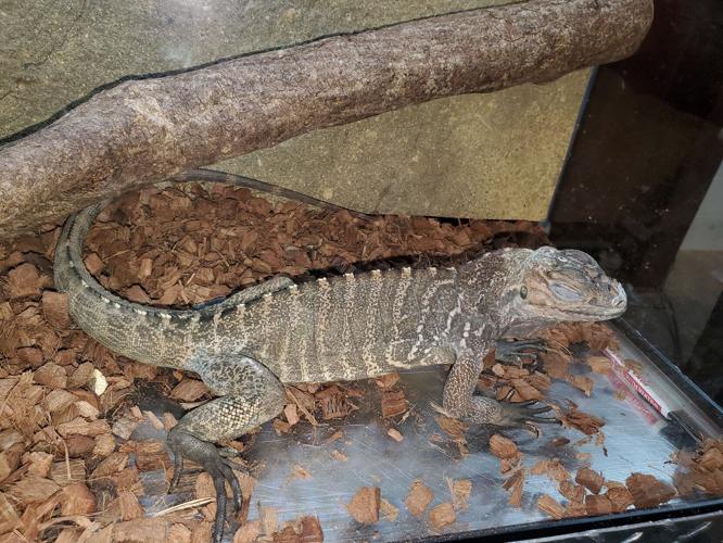 Repticon coming to Columbia this weekend | Columbia | coladaily.com