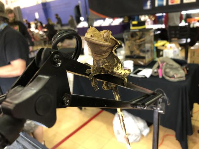 Repticon coming to Columbia this weekend | Columbia | coladaily.com