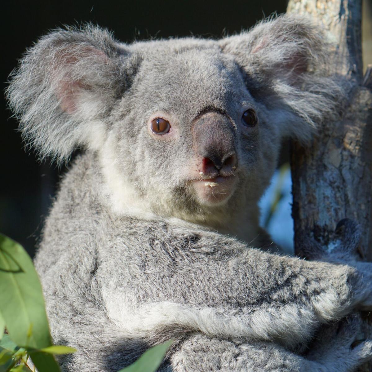 Riverbanks Zoo's Lottie the koala dies at 19, one of world's oldest ...