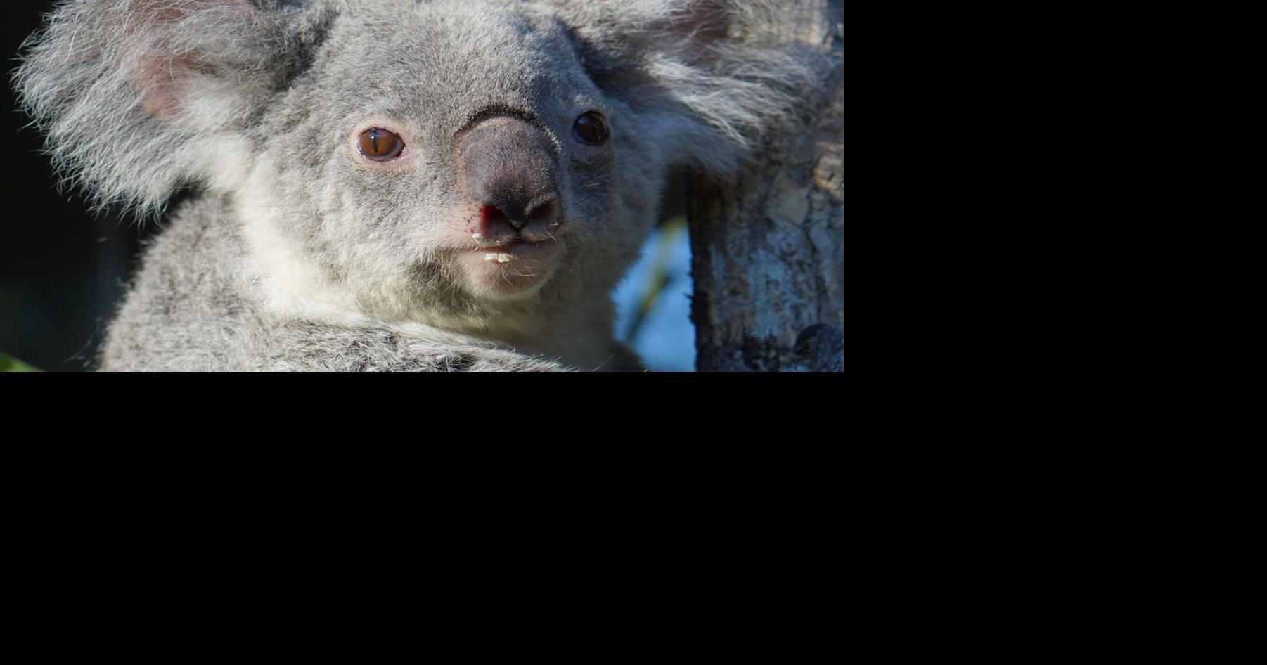 Riverbanks Zoo's Lottie the koala dies at 19, one of world's oldest ...