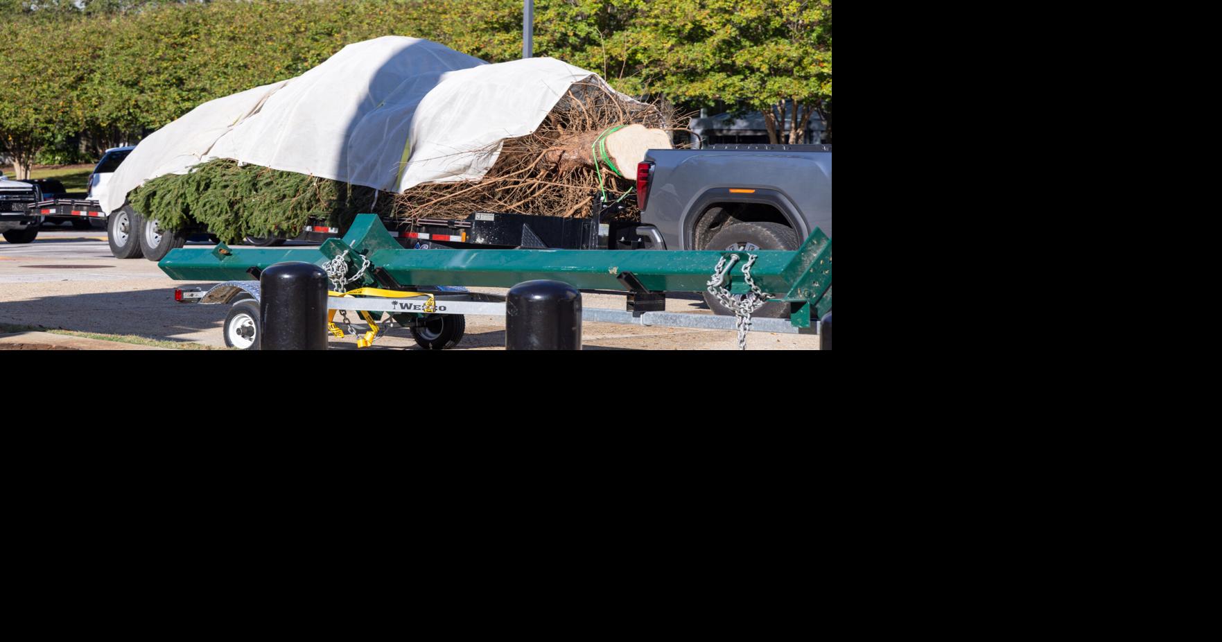 SC Christmas Tree 2024 5.jpg | | coladaily.com