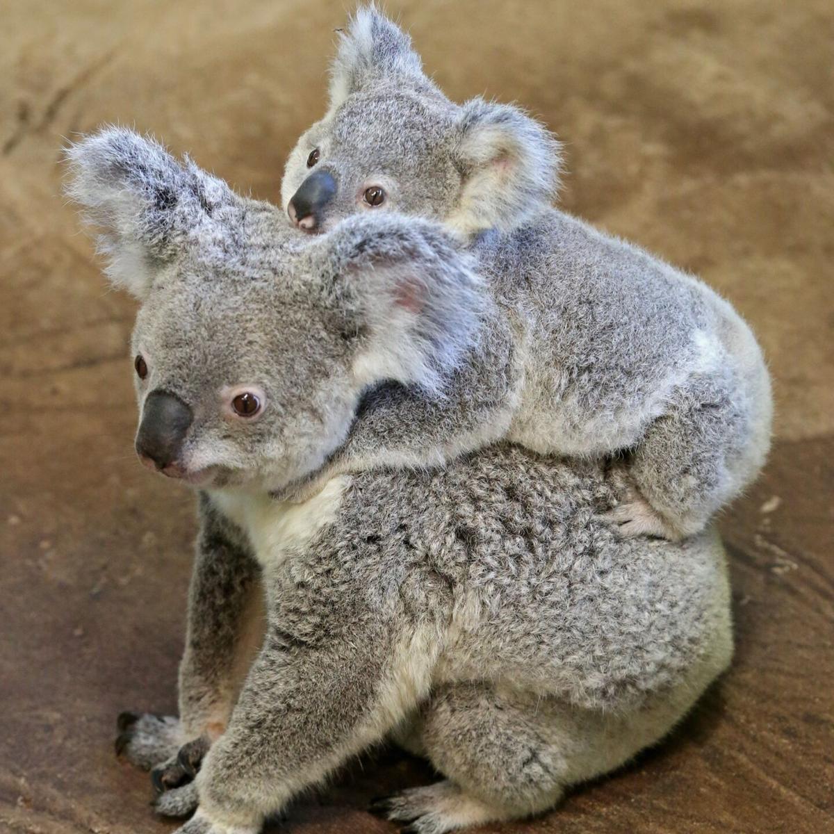 Riverbanks Zoo's Lottie the koala dies at 19, one of world's oldest ...