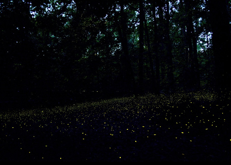Synchronized fireflies display in full swing at Congaree National Park ...