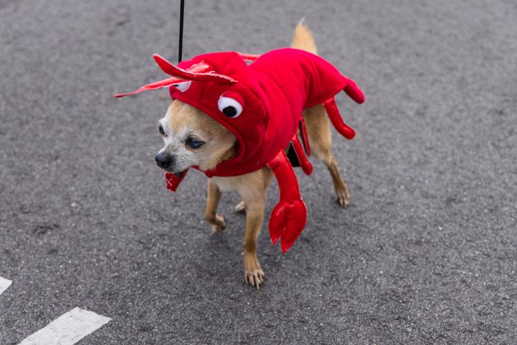 Photo Gallery: Rosewood Crawfish Festival draws big crowd with seafood ...