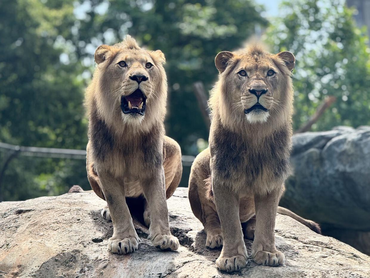 Riverbanks Zoo has plans for a wild 2026 | Communities | coladaily.com