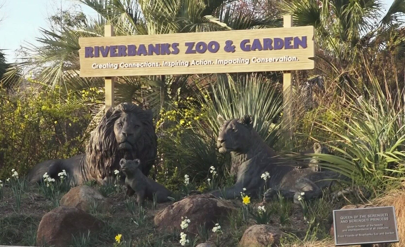 Cotton-Top Tamarins find a new home at Riverbanks Zoo | Columbia ...