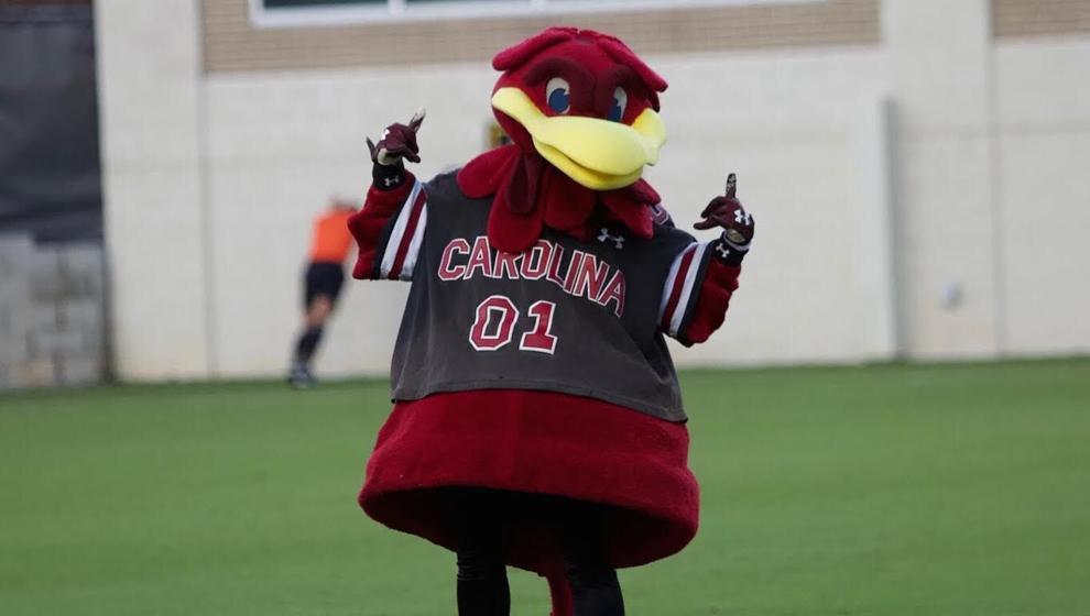 Uofscs Mascot Cocky Turns 40 Former Cockys Weigh In On Their Experiences Columbia