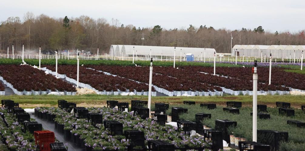 Old Turtle Pond Farm offers hundreds of plants during spring Garden ...
