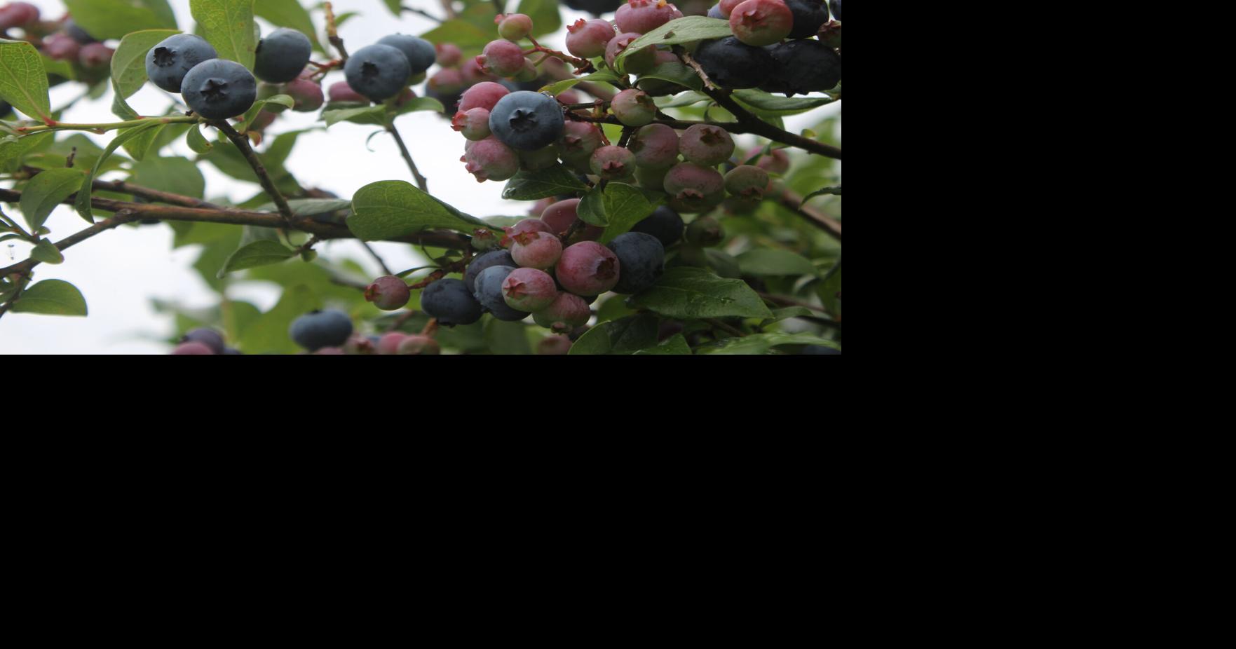 Pick-your own berry activity offers summertime sweetness at Sam Mazza’s ...