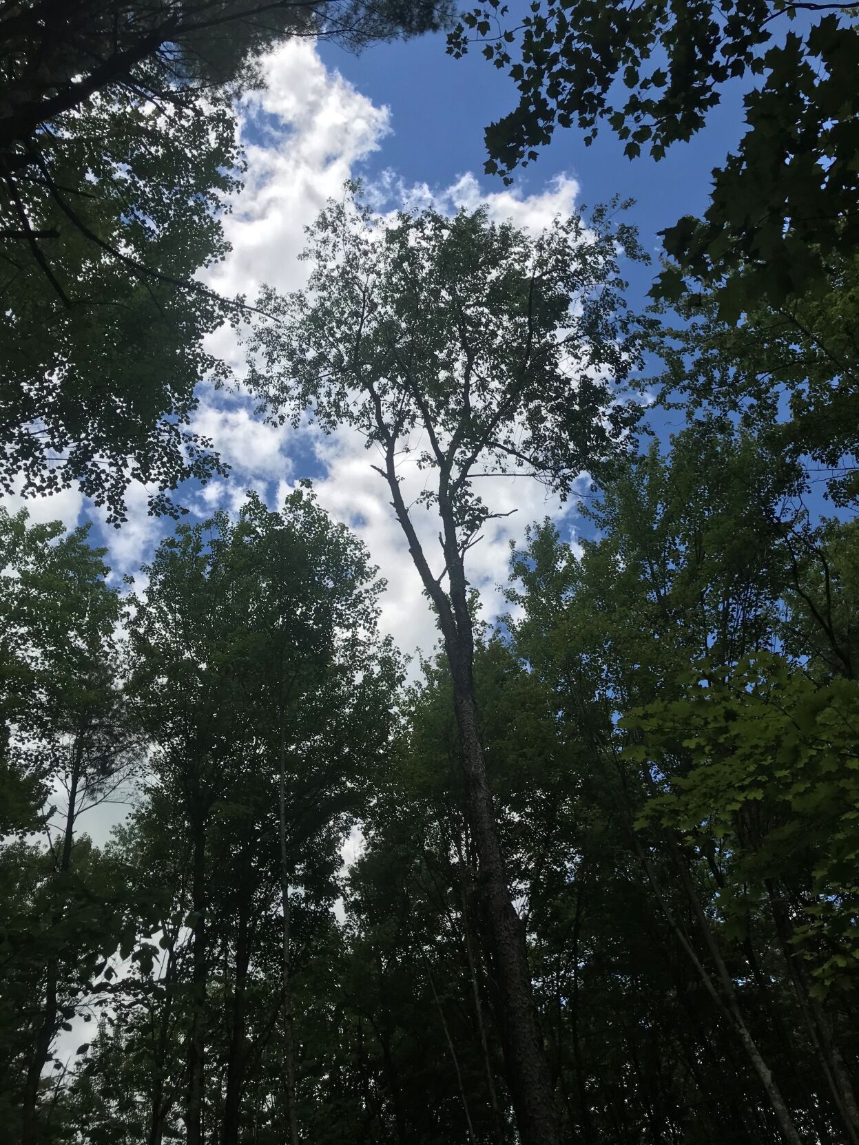 Five techniques for managing a forest efficiently from a Chittenden ...