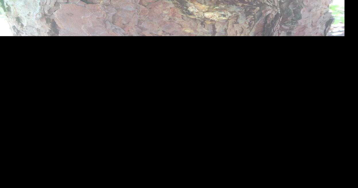 Into the Woods: learn about the Red Pine tree from Chittenden County ...