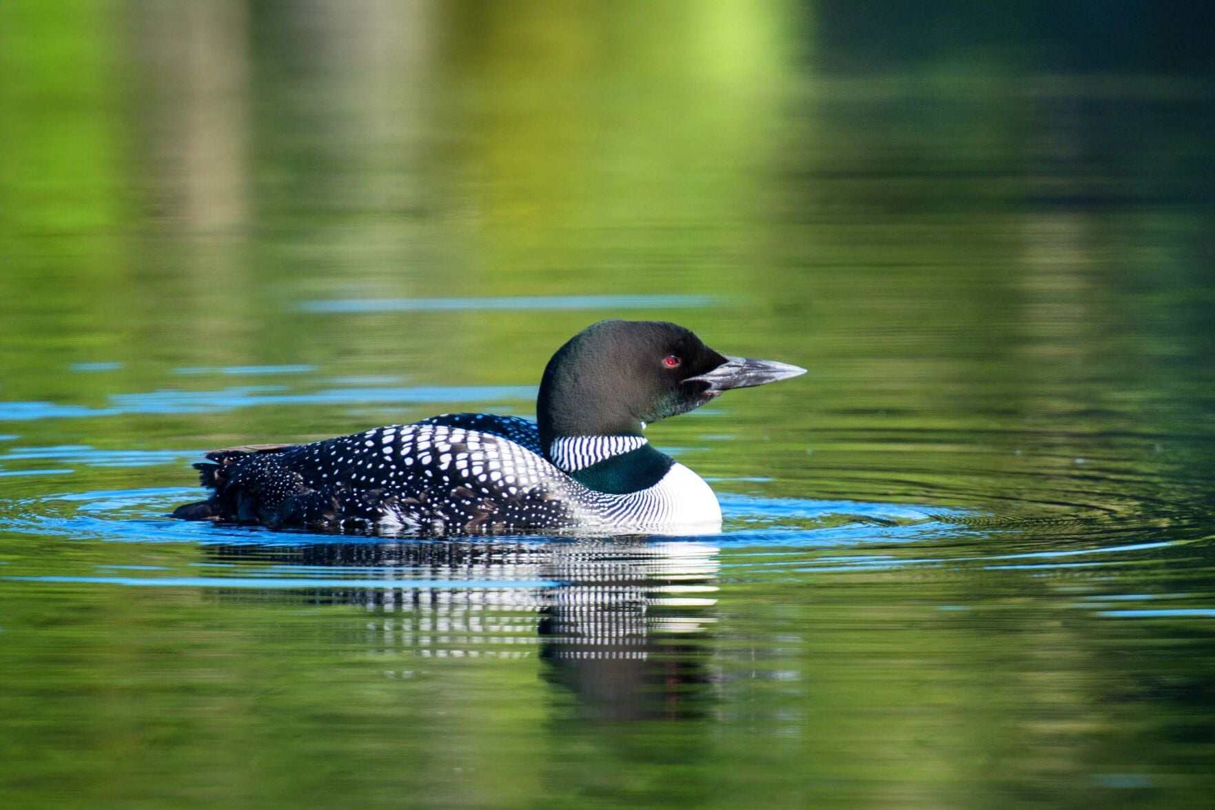 How to protect nesting Loons and Loon Chicks | Things To Do ...