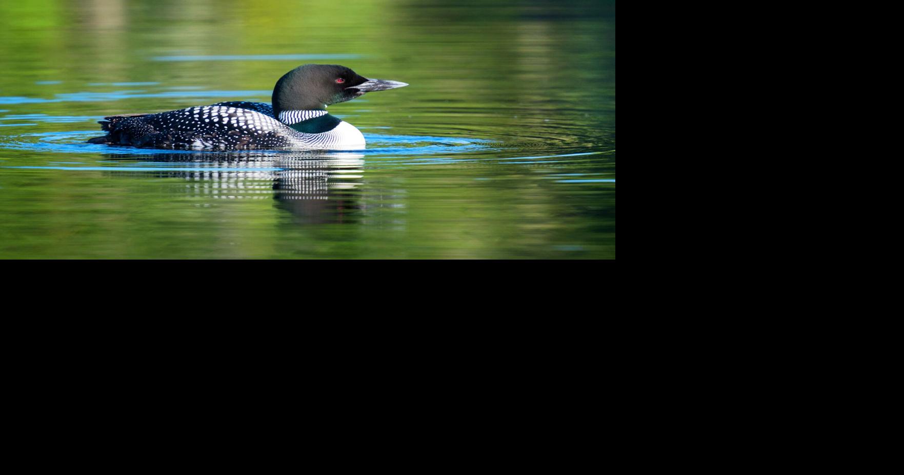 How to protect nesting Loons and Loon Chicks | Things To Do ...