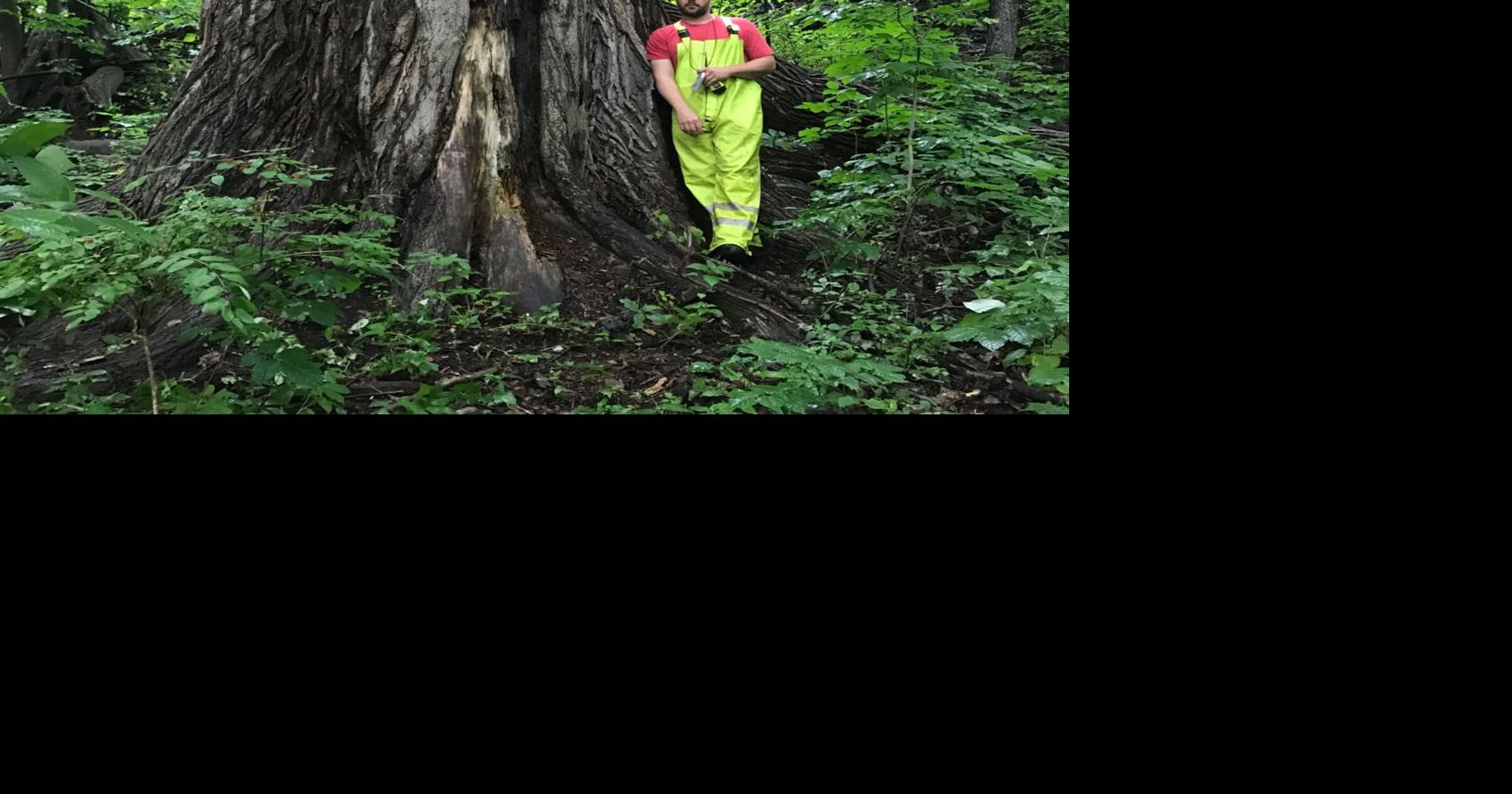 Tree Steward Awards recognize those who are dedicated to protecting and ...