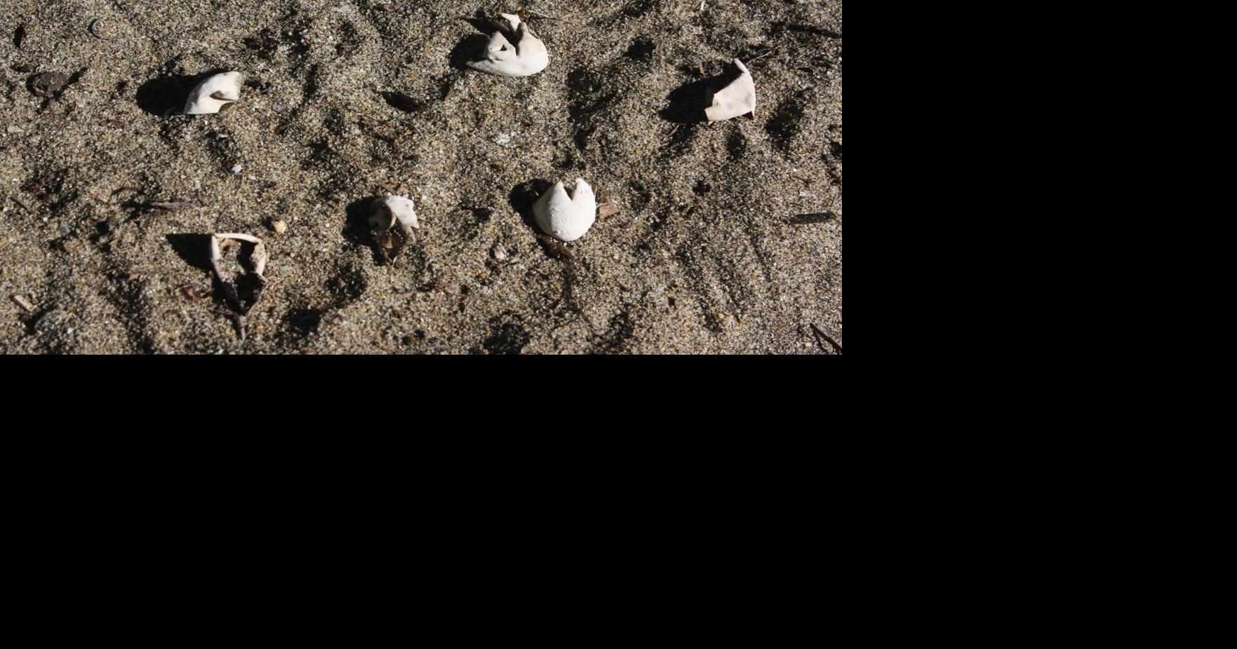 A high-maintenance turtle: Research project at Colchester beach seeks ...