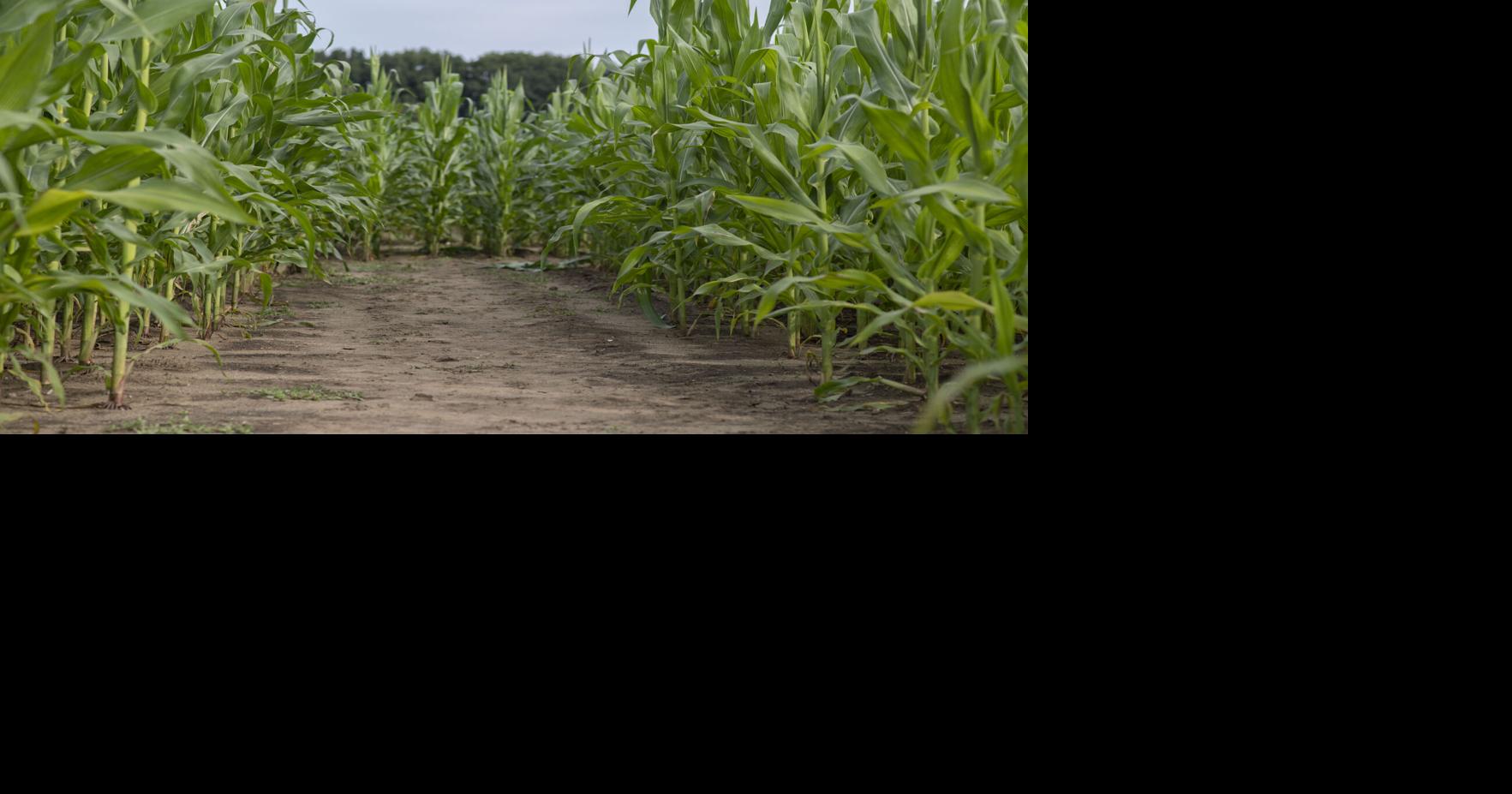 Festive fall activities in full swing at Sam Mazza’s Farm: Corn maze ...