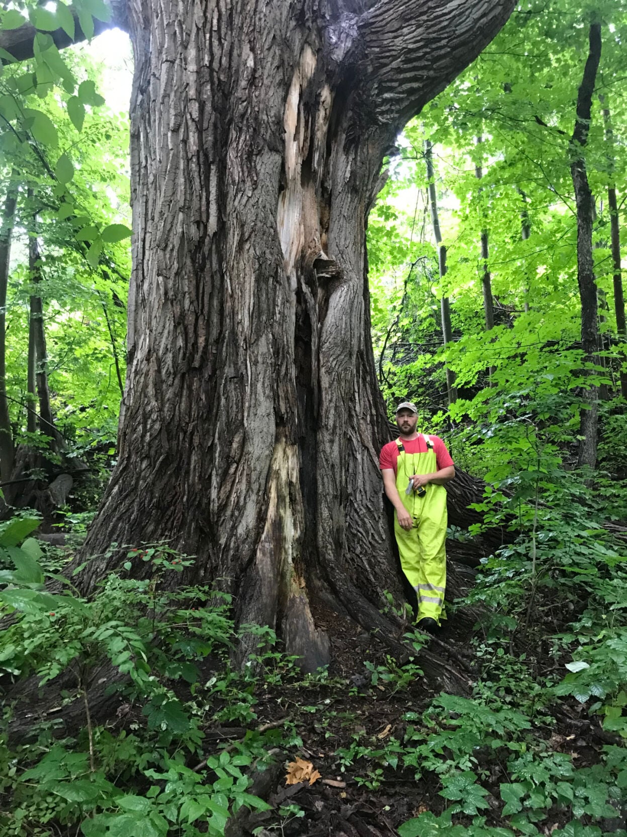 ‘A remarkable tree': Biggest tree known to exist in Vermont stands tall ...