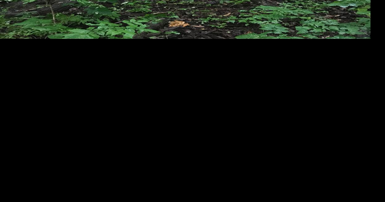 ‘A remarkable tree': Biggest tree known to exist in Vermont stands tall ...