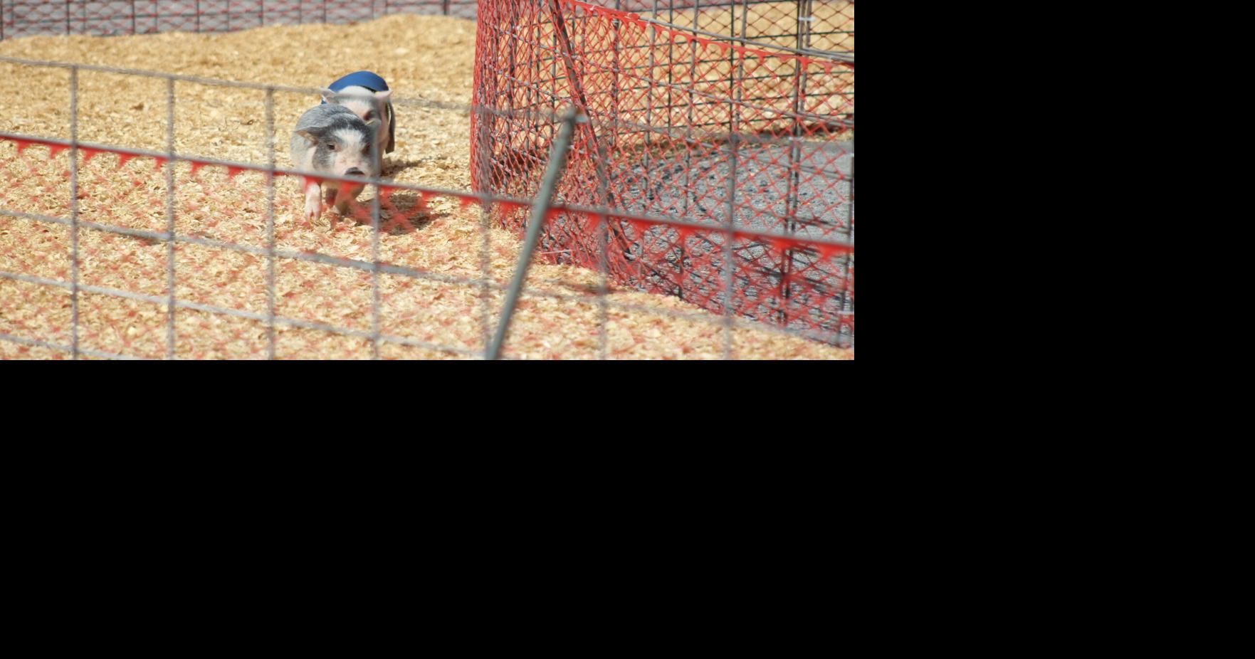 Charlie Cook's racing pigs steal the show in Vermont | Local News ...