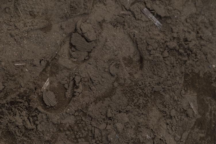PHOTOS: Corn maze brings dinos back from the dead this fall in ...
