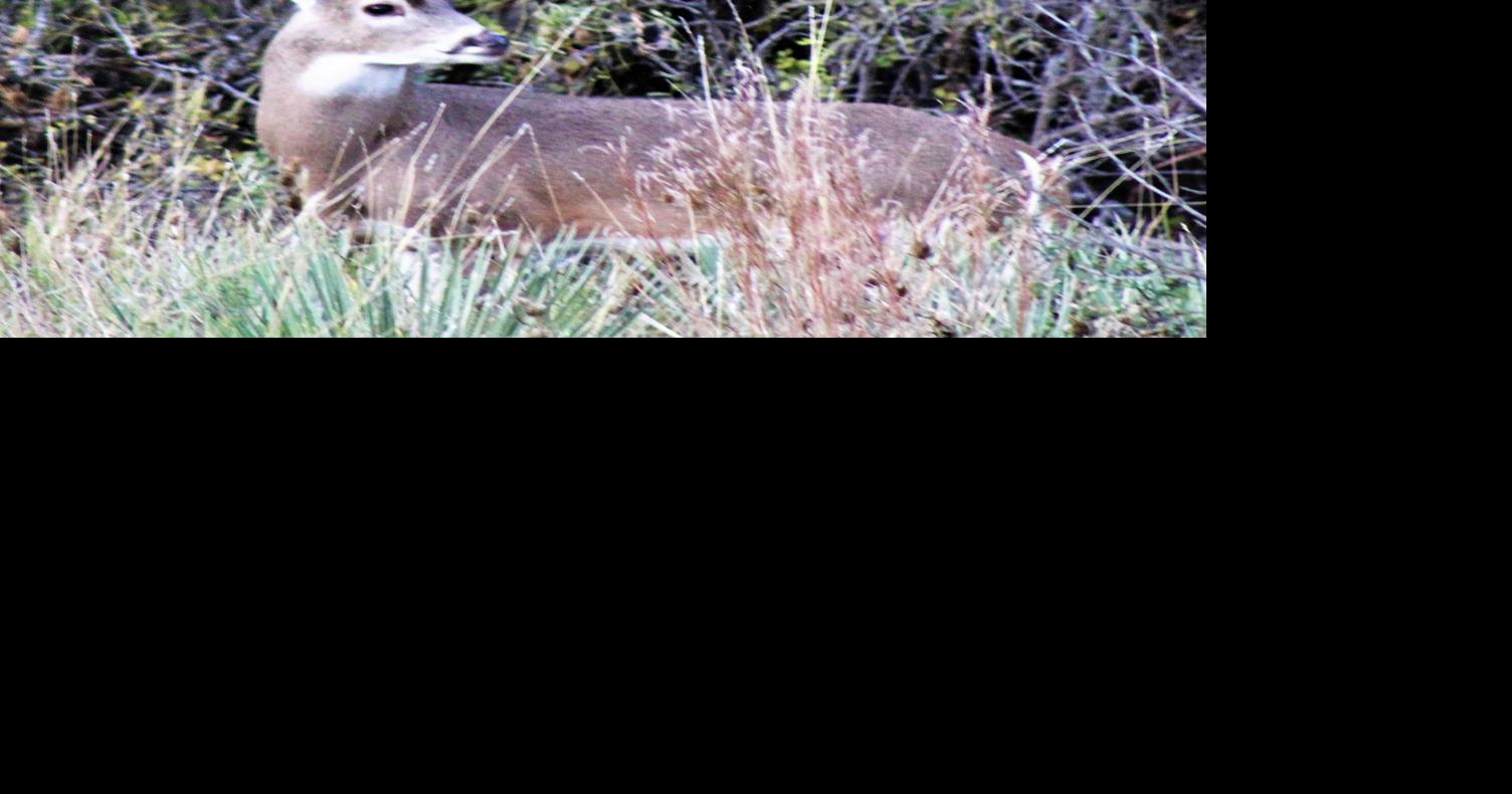 Good Luck Hunters! | News | colemantoday.com