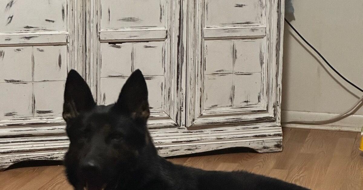 Registered German Shepherd Puppies | Dogs | colemantoday.com