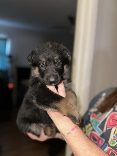 Registered German Shepherd Puppies | Dogs | colemantoday.com